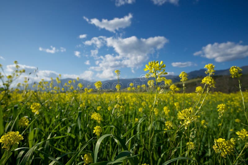 Grasgebied en Eiken Boom stock foto. Image of eenzaam - 53555624