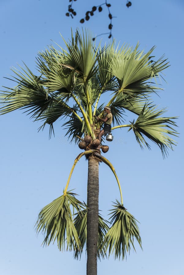 Stammes- Mann Auf Tadi Baum Redaktionelles Stockfotografie - Bild von ...