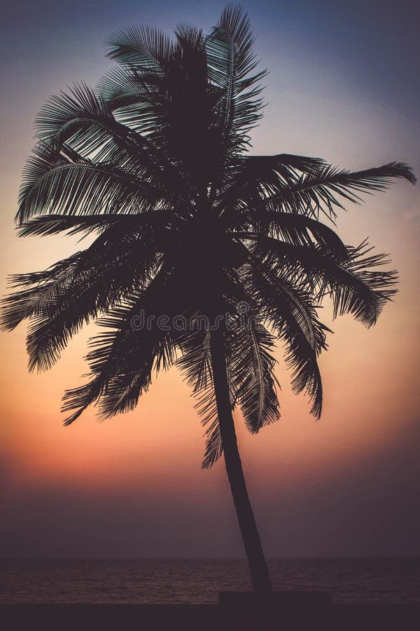 Stand Alone Coconut Tree at Sunset Stock Photo - Image of lake, light ...