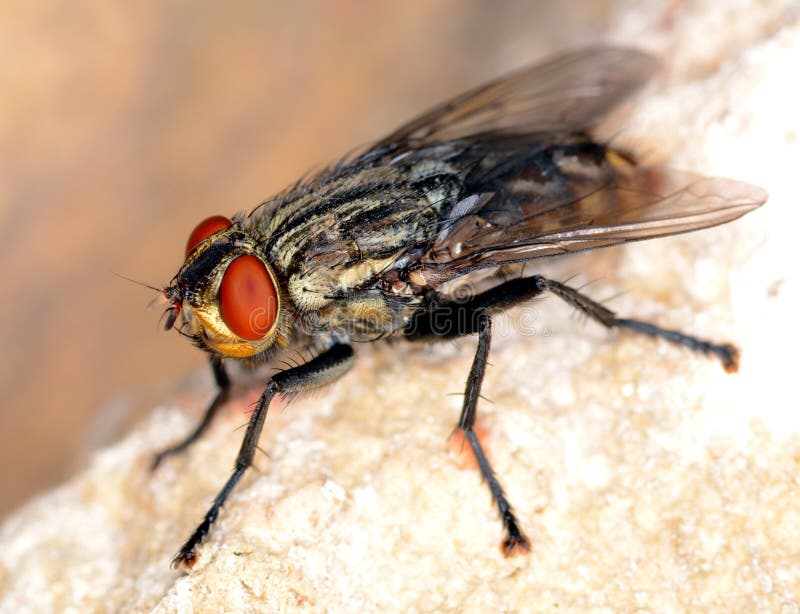 Stand Alone Black Fly Close Up Stock Photo - Image of disgust, trash ...
