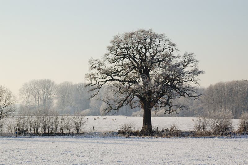 Stand Alone Tree in a Dutch Landscape Stock Image - Image of outdoor ...