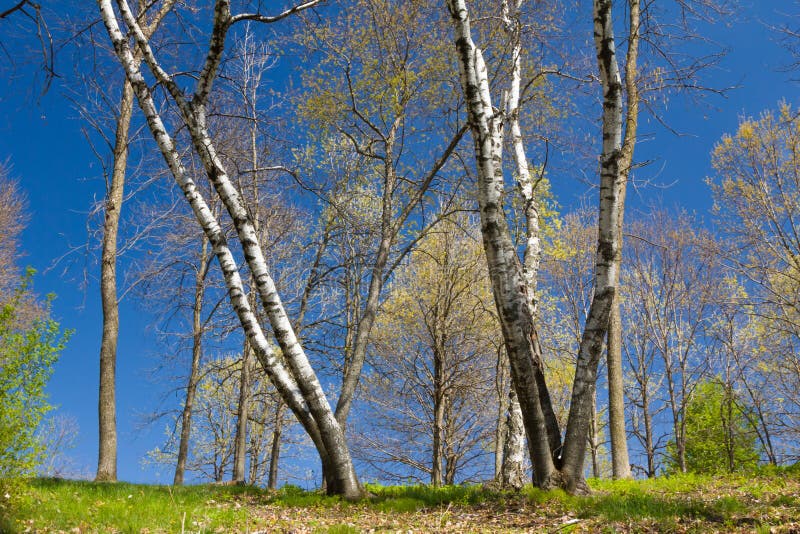 Stand of Aspen in Early Spring Stock Photo - Image of forest, beautiful ...