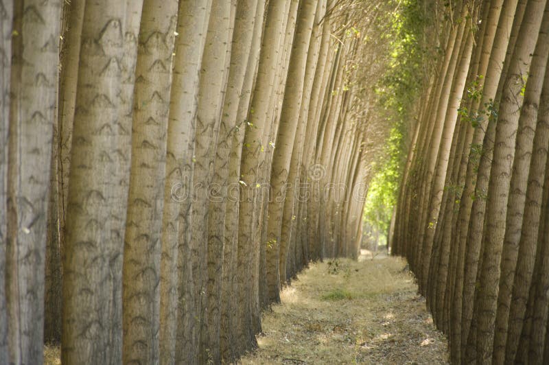 Stand of Cultivated Poplar Trees. Stock Image - Image of nature, paper ...