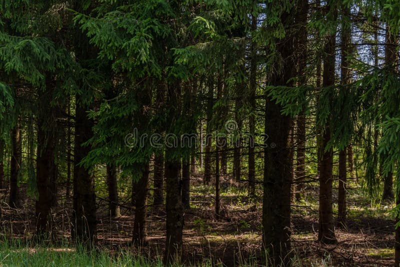 Stand of Large Spruce Trees, Stout Trunks and Green Needles Stock Photo ...