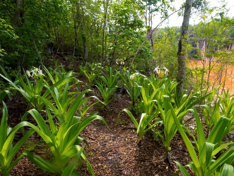 Stand of Large White Flowering Tsinga Bemaraha Plants. Madagascar Stock ...