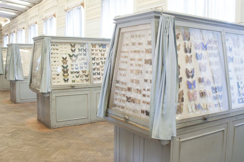 Stand in Museum with a Set of Butterflies Editorial Stock Image - Image ...
