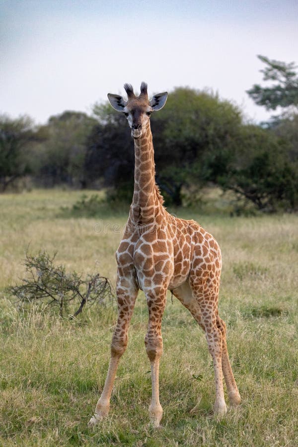 Stand my ground stock photo. Image of ground, chord - 344052208