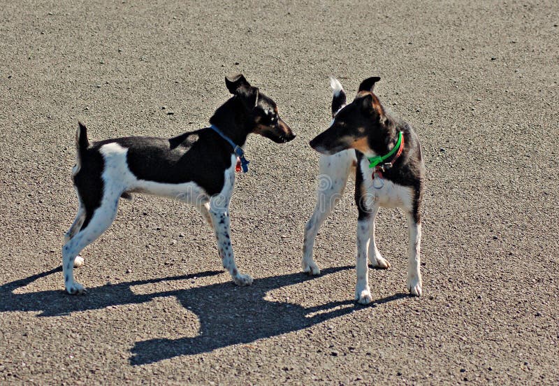The stand-off stock image. Image of canines, animals - 10757137