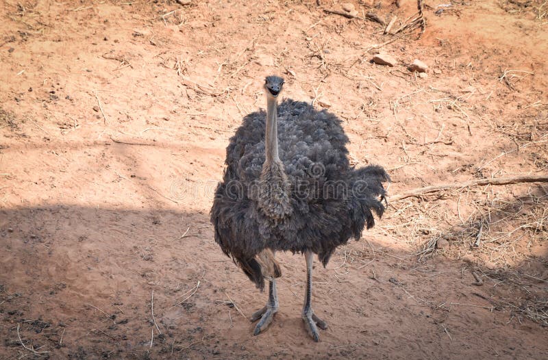 Ostrich Stand stock photo. Image of wildlife, beach - 111362972