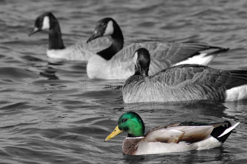 Stand Out from the Crowd stock photo. Image of mallard - 295124