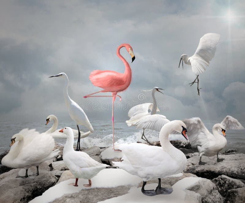 Stand Out from a Crowd - Flamingo Stock Illustration - Illustration of ...