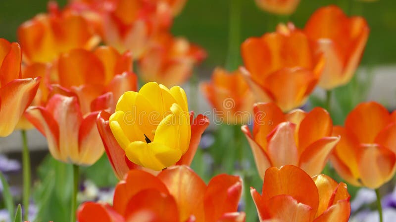 Stand Out of the Crowd - Yellow Tulip with Red Ones Stock Image - Image ...