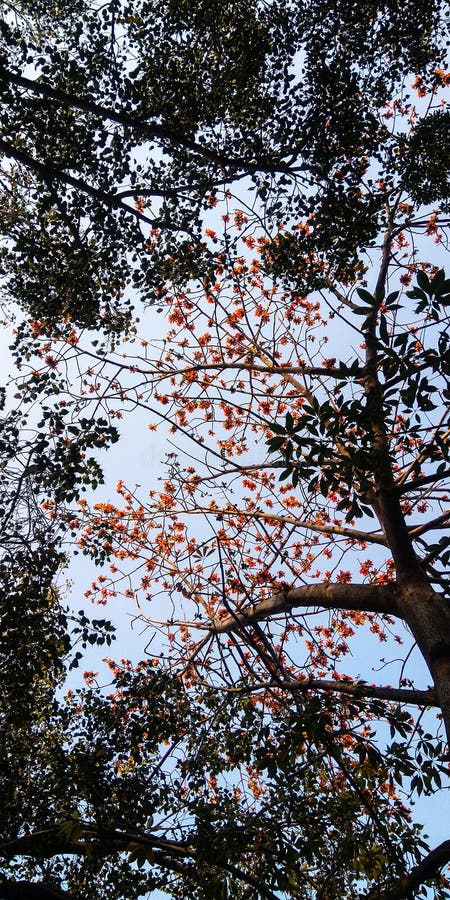 Stand Out : Semal Tree stock photo. Image of deciduous - 217392108