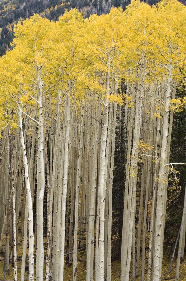 Stand Of Quaking Aspen Trees Stock Photo - Image: 599688