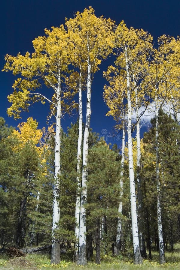 Stand of Quaking Aspen Trees Stock Photo - Image of tree, autumn: 599688