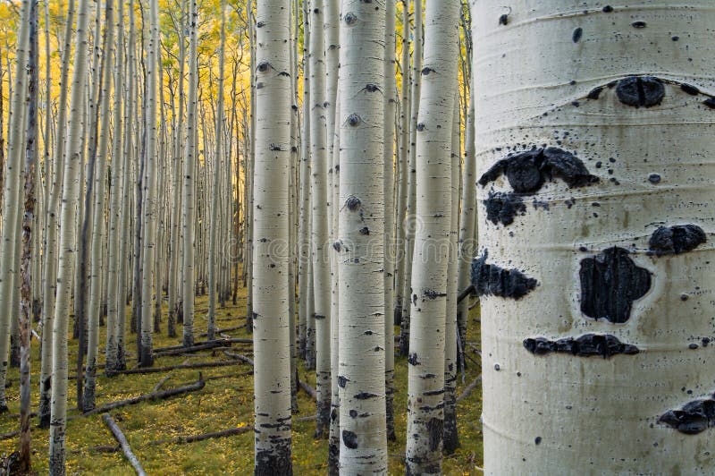 Stand of Quaking Aspen Trees Stock Photo - Image of tree, autumn: 599688