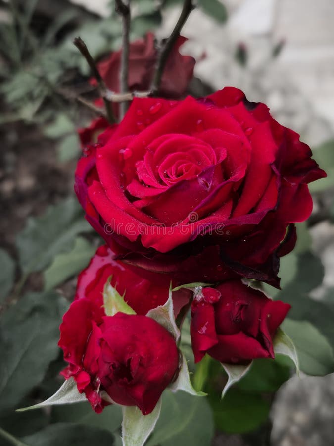 Stand of Red Roses Blooming with Closed Buds and Open Buds in the ...