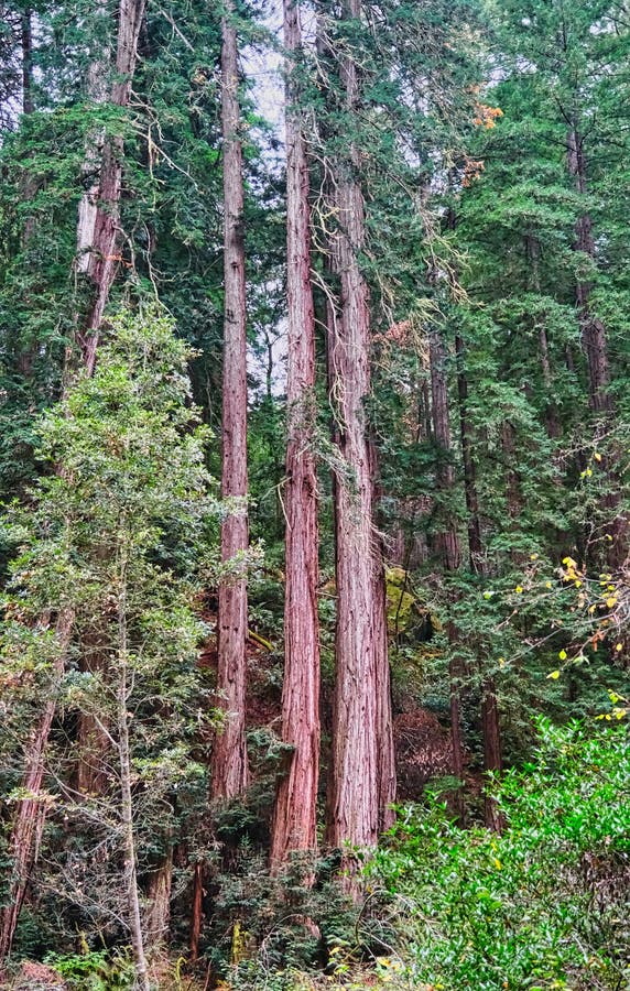 Stand of Redwood Trees stock image. Image of america - 167407879