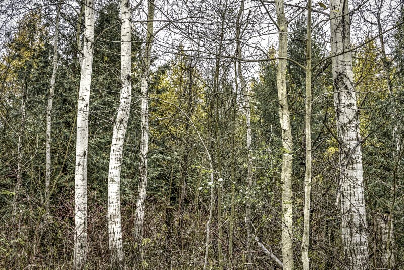 Stand of Trees in Late Fall Stock Image - Image of woodland, silver ...
