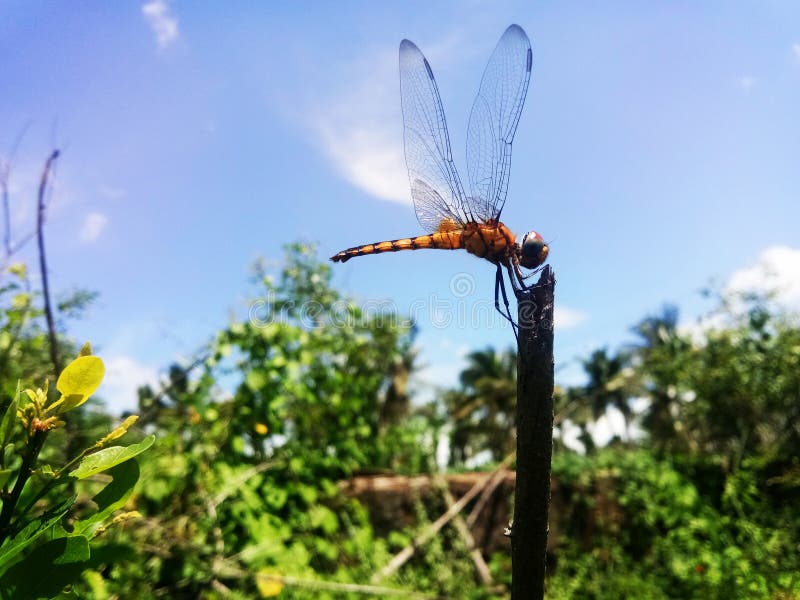 Dragon fly stock image. Image of stick, stand, dragon - 126092905