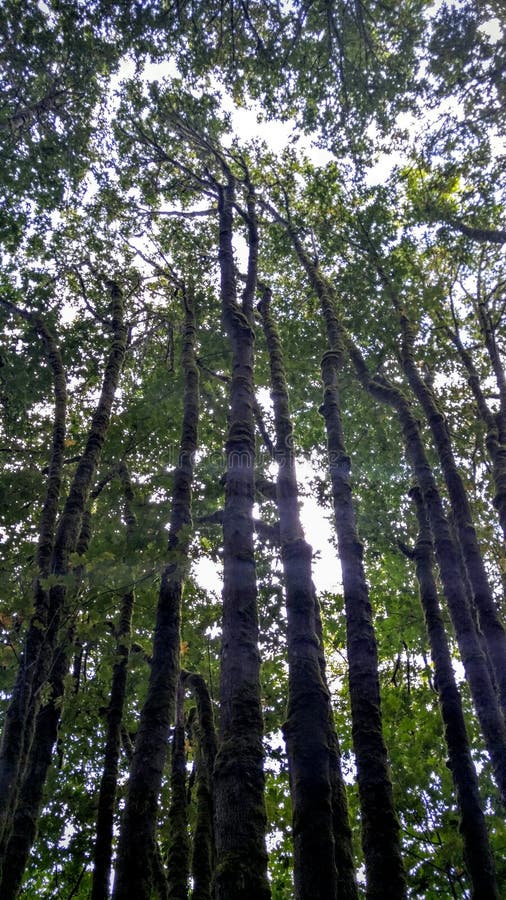 Stand tall stock photo. Image of unique, nature, peaceful - 79549688