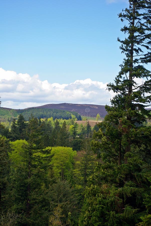 Stand tall stock image. Image of trees, view, tree, stand - 54214661
