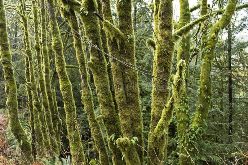 Forest Scene with Green Moss Covered Trees Stock Image - Image of ...