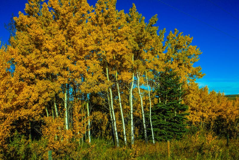 Stand of Trees in Fall Colours Stock Image - Image of gloomy, autumn ...