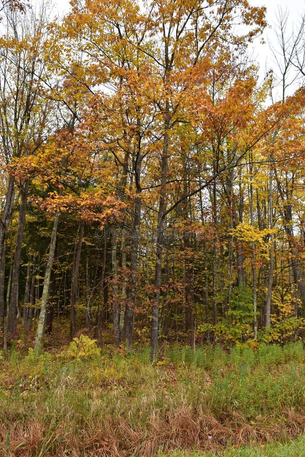 Stand of Trees with Fall Foliage Stock Image - Image of stand, forest ...