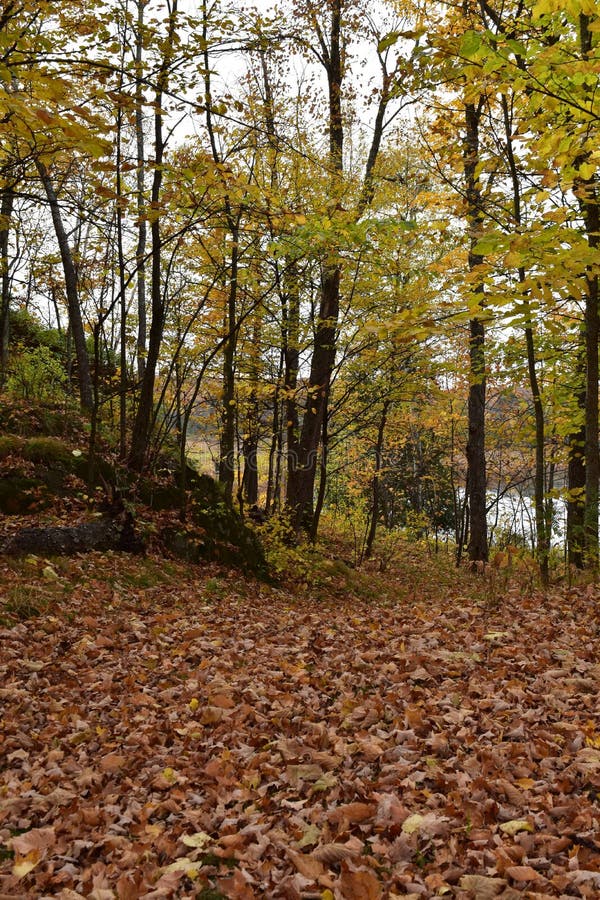 Stand of Trees with Fall Foliage Stock Image - Image of north ...