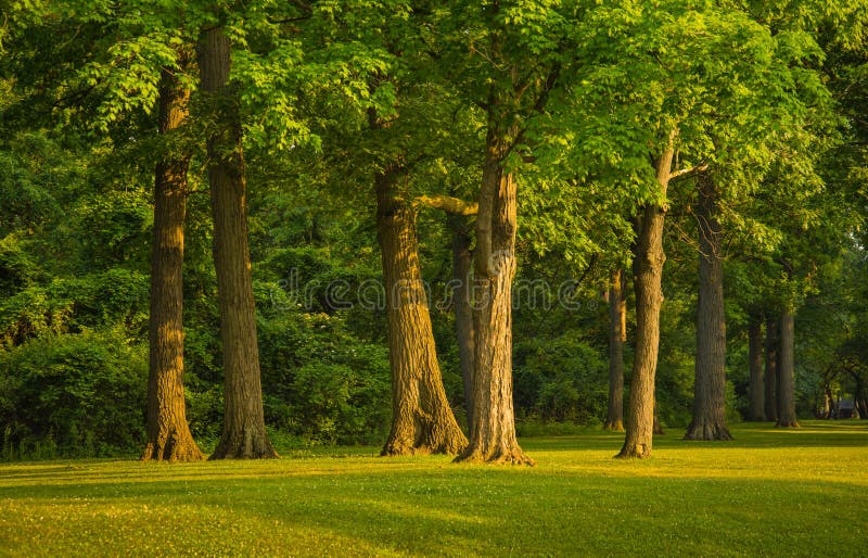 Stand of Trees stock image. Image of logs, tree, trunk - 56132135