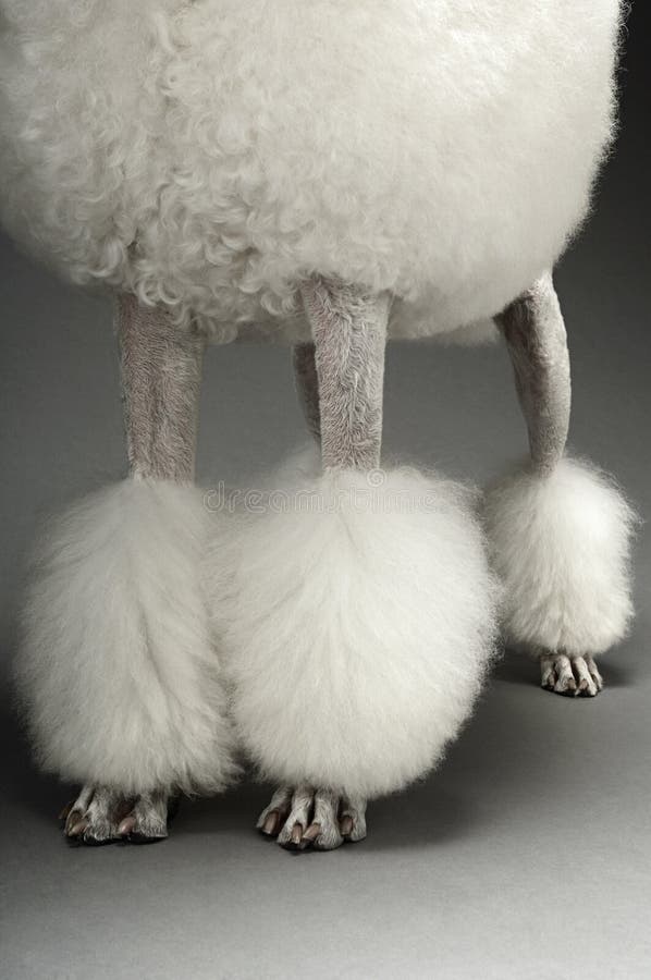 Witte poedel. stock afbeelding. Image of huis, dier, portret - 21261839