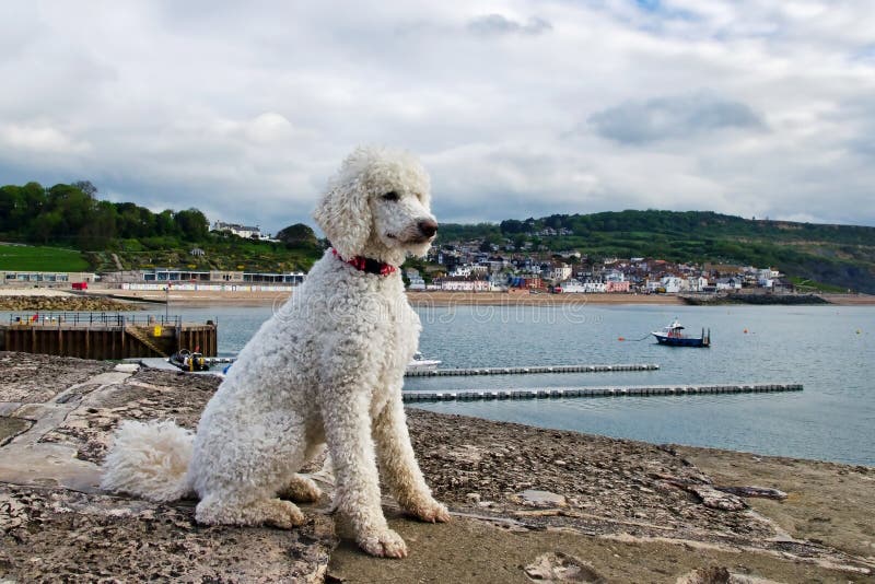 Standaard Witte Poedel stock foto. Image of zitting, gezet - 36356886