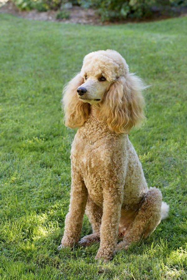 Standaard Poedel in boom stock foto. Afbeelding bestaande uit bouw - 218856