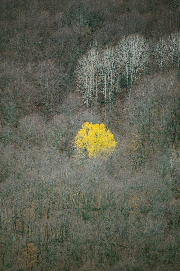Standalone birch tree stock image. Image of autumnal - 28287657