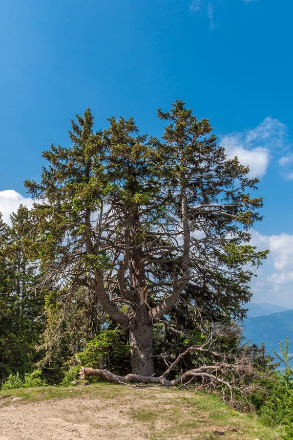 Standalone tree (conifer) stock photo. Image of plant - 53904240