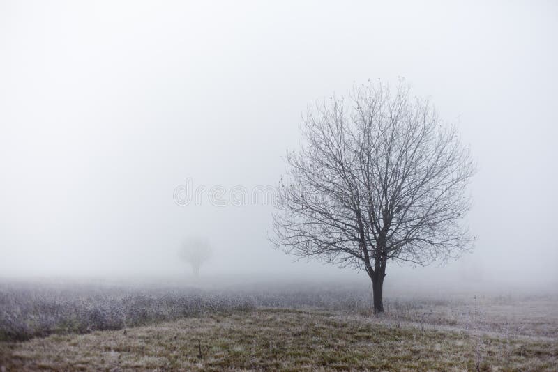 Standalone Tree at Fall Misty Morning Stock Photo - Image of dawn ...