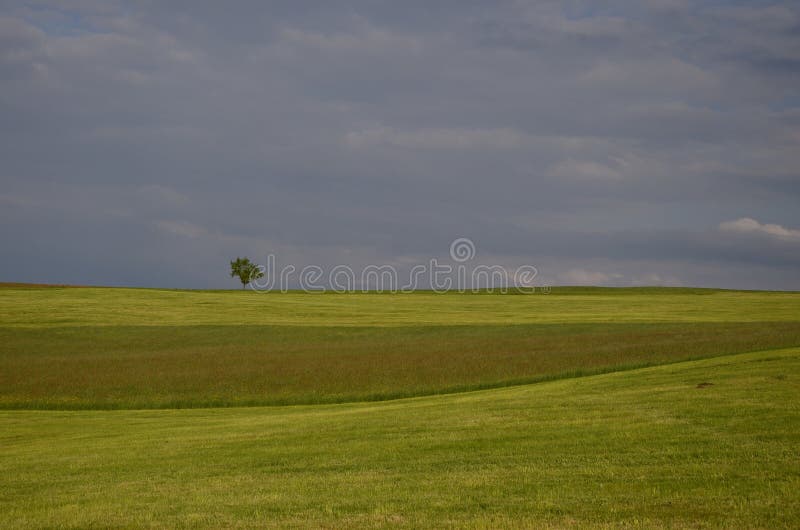 Standalone tree stock photo. Image of flower, gotty, trees - 68360456