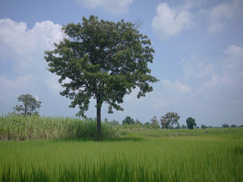 A Standalone Tree in the Tropical Green Field in the Blue Sky Stock ...