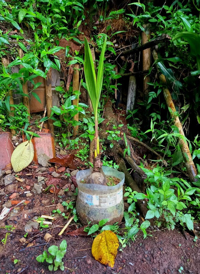 Standalonea Coconut Tree that Grows Alone among the Weeds Stock Photo ...