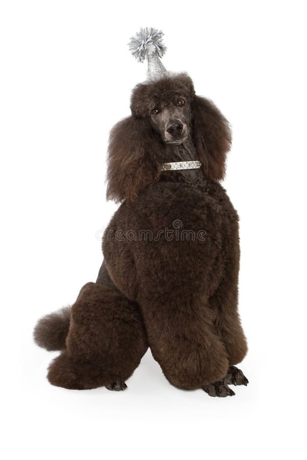 Standard Black Poodle Wearing Party Hat Stock Photo - Image of breed ...