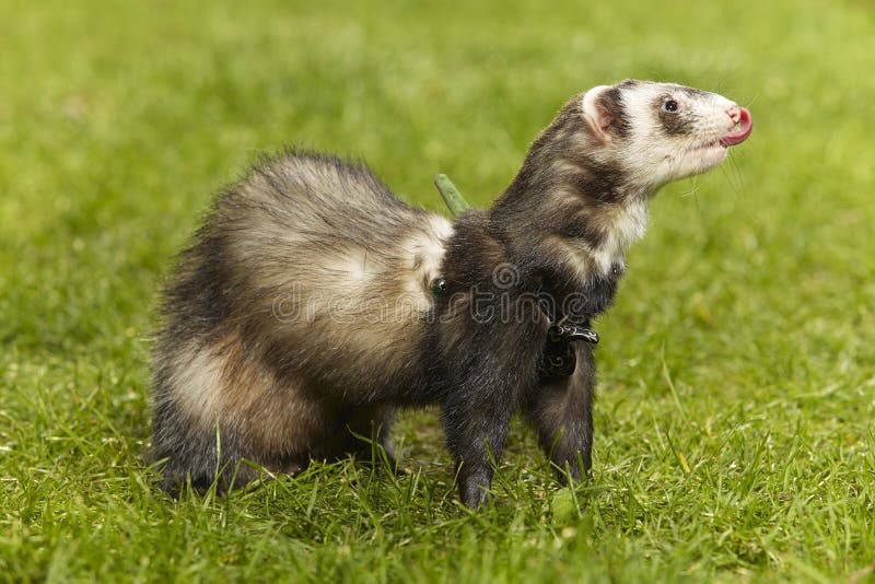 Standard Color Ferret on Fresh Green Grass in Spring Park Stock Photo ...