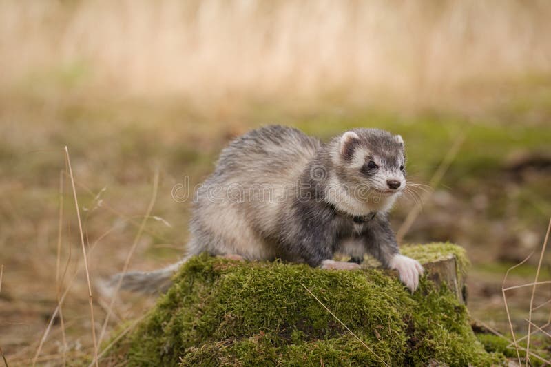 Ferret on Location of Forest Footpath Posing for Portrait Stock Image ...