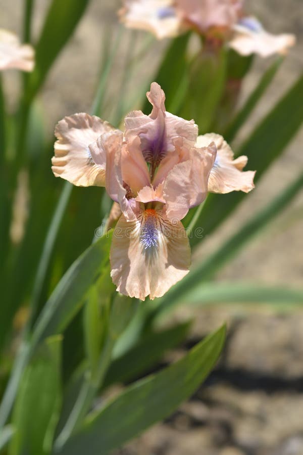 Standard Dwarf Bearded Iris Chanted Stock Photo - Image of flower ... Standard Dwarf Bearded Iris Chanted Stock Photo - Image of flower ...