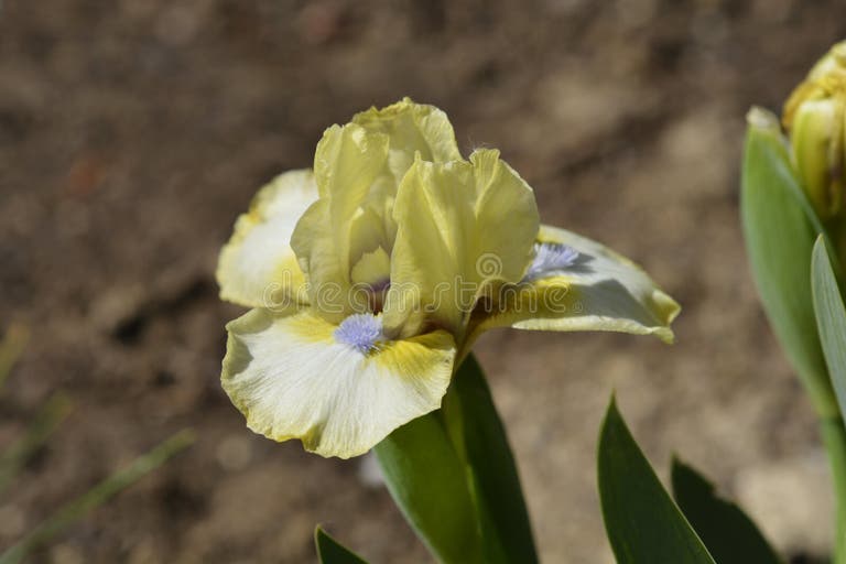 Standard Dwarf Bearded Iris Dixie Pixie Stock Photo - Image of nature ...