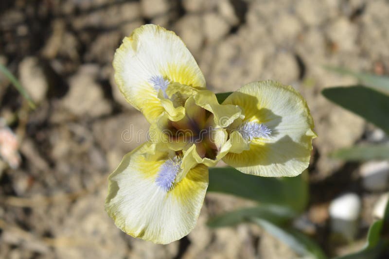Standard Dwarf Bearded Iris Dixie Pixie Stock Image - Image of bearded ...