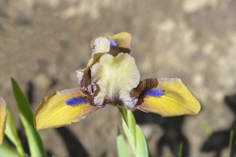Standard Dwarf Bearded Iris Gingerbread Man Stock Photo - Image of blue ...