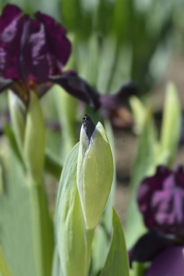 Standard Dwarf Bearded Iris Kalicis Black Stock Image - Image of botany ...