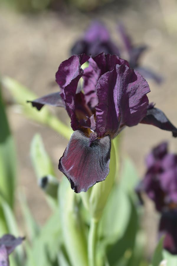 Standard Dwarf Bearded Iris Kalicis Black Stock Image - Image of close, kalicis: 299547395