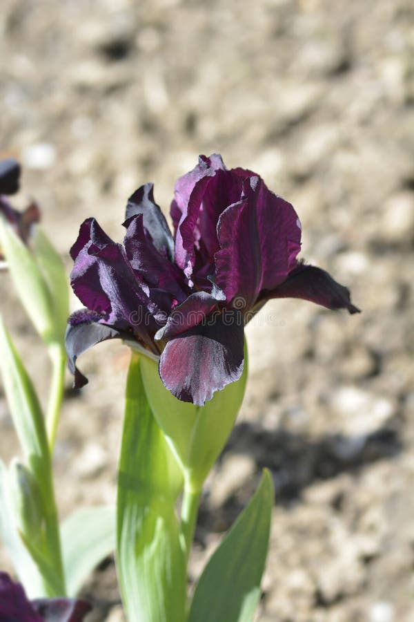 Standard Dwarf Bearded Iris Kalicis Black Stock Image - Image of black ...